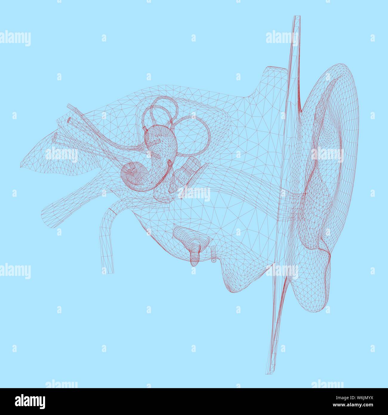 Wireframe of the human ear with internal organs. 3D. Vector ...