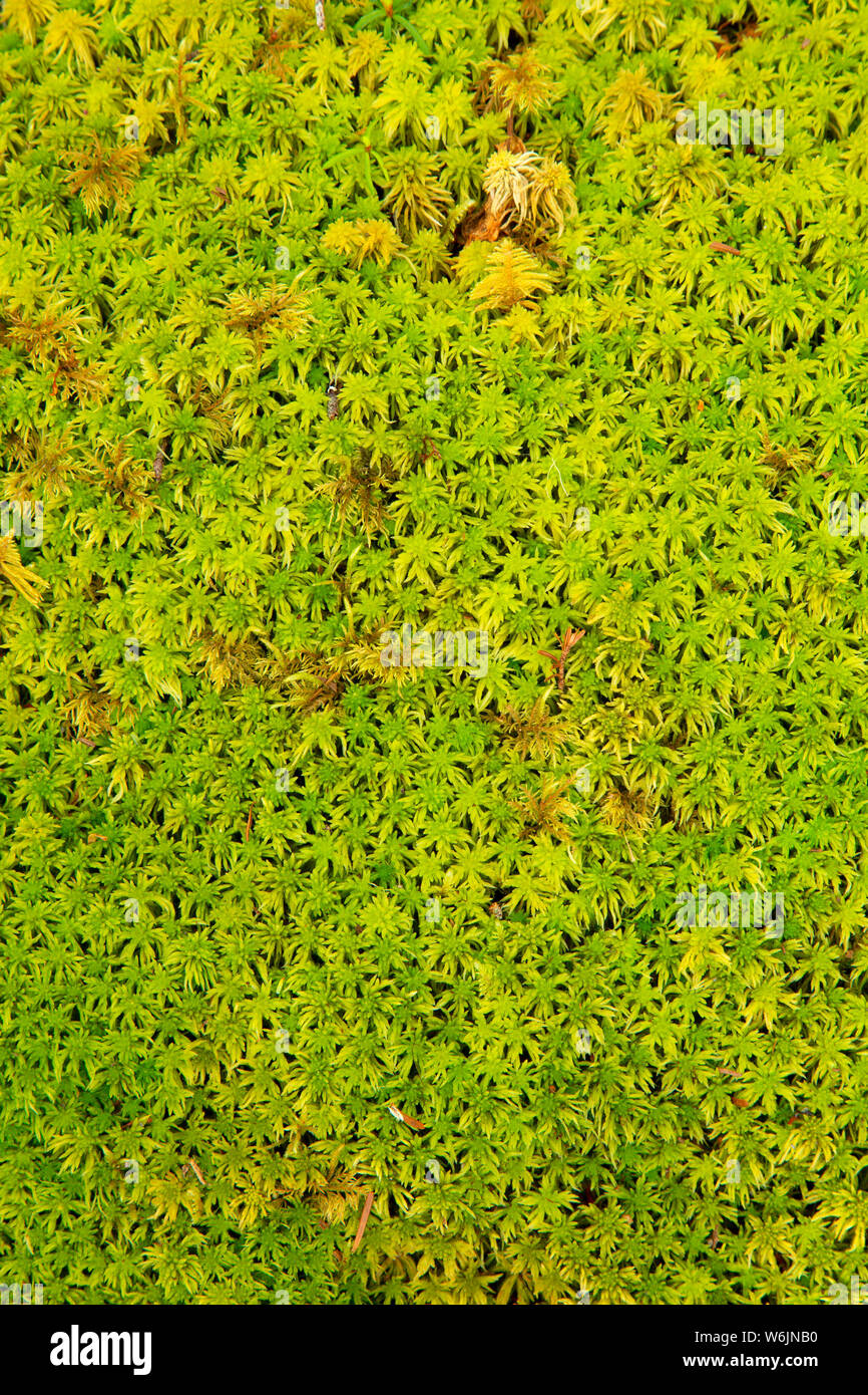 Moss, Lockston Path Provincial Park, Newfoundland and Labrador, Canada ...