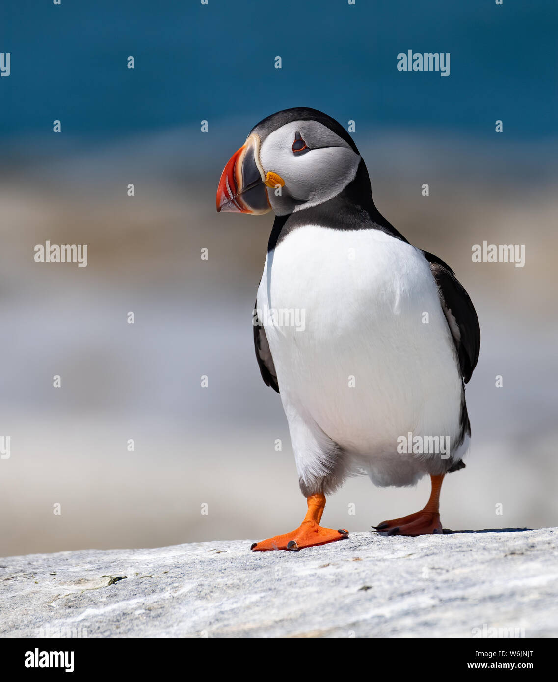 Funny puffin flying hi-res stock photography and images - Alamy