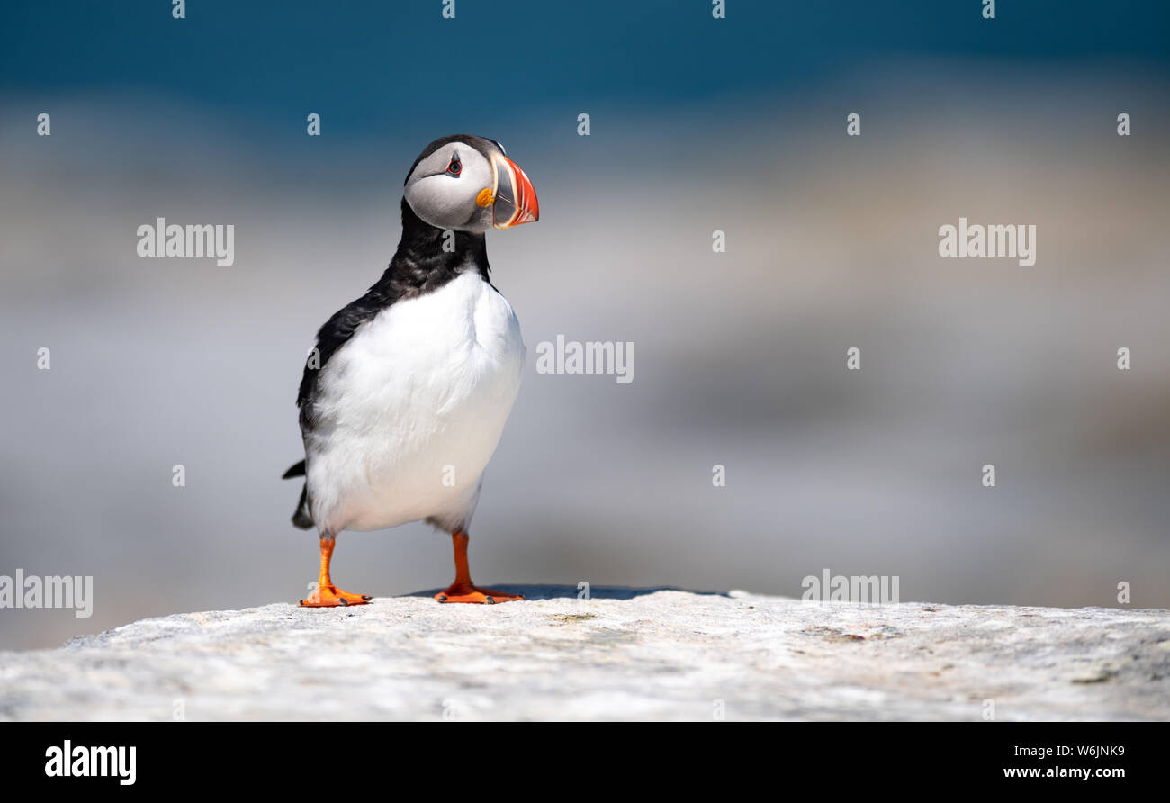 Funny puffin flying hi-res stock photography and images - Alamy