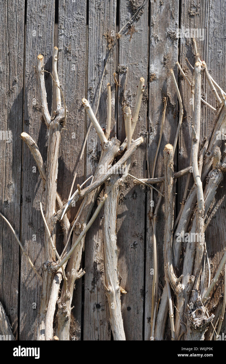 dried tree on rustic fence for background uses Stock Photo - Alamy