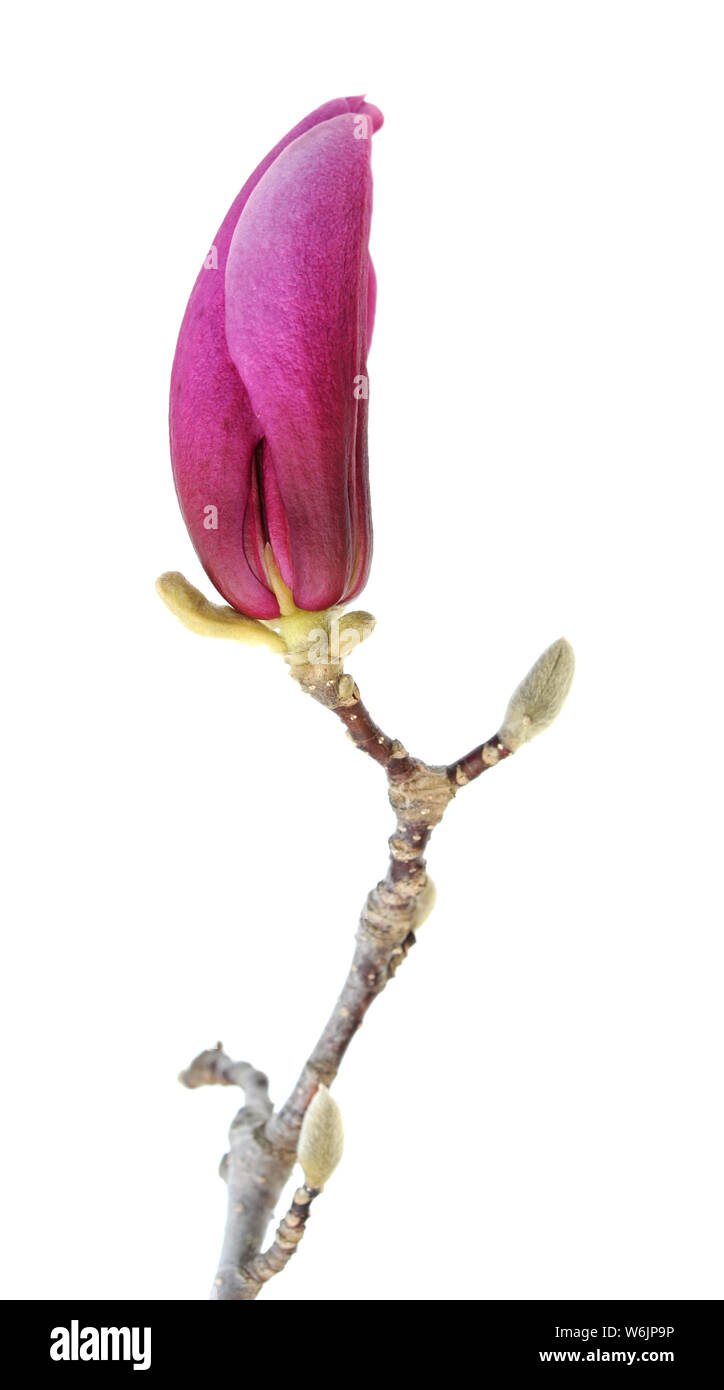magnolia flower isolated on white Stock Photo - Alamy
