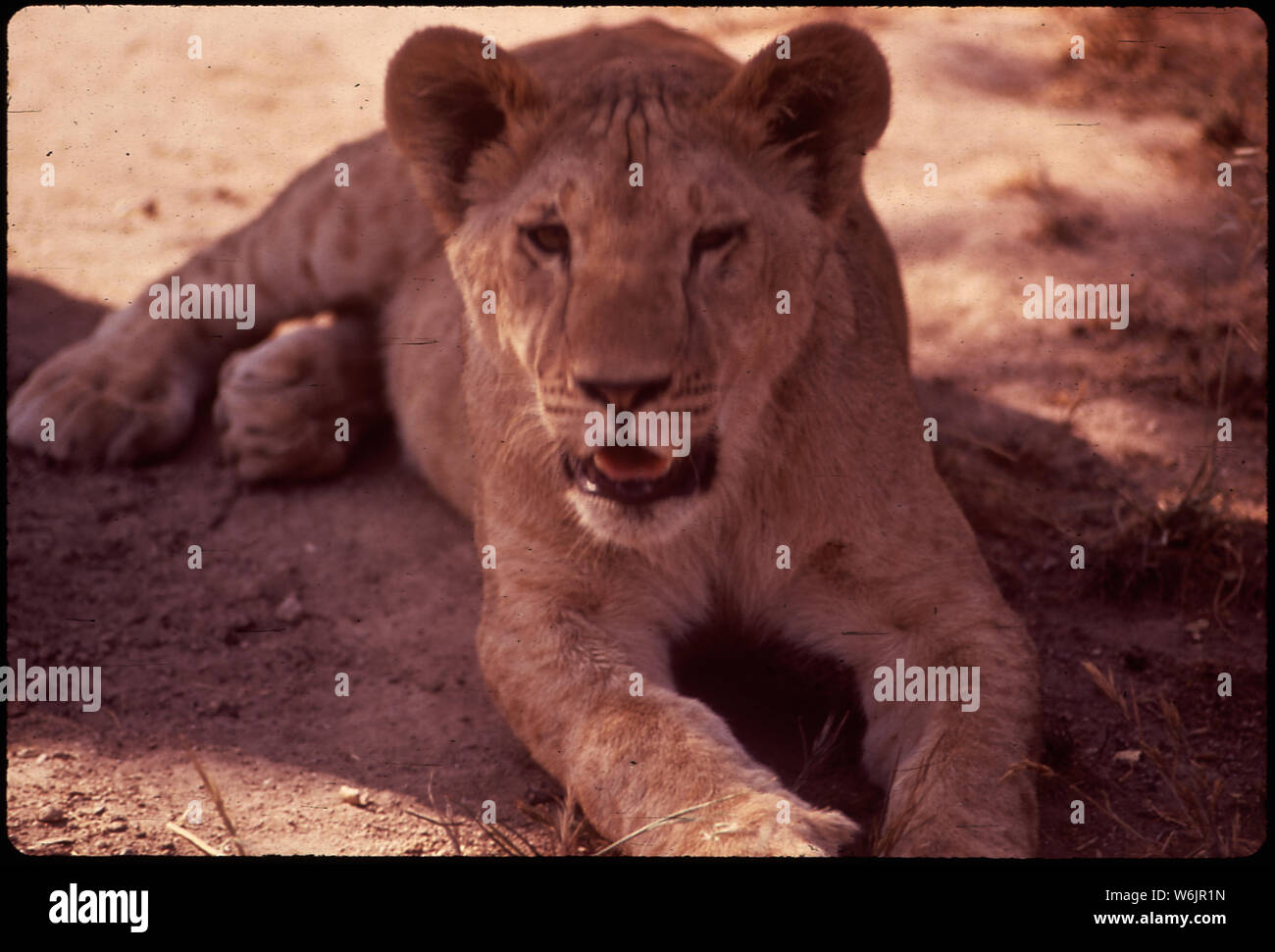 ONE OF THE STARS OF LION COUNTRY SAFARI, A ROADSIDE TOURIST ATTRACTION ...