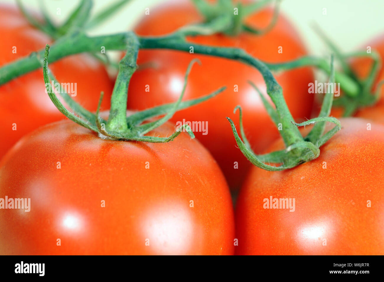 closeup fresh tomato on vine Stock Photo - Alamy