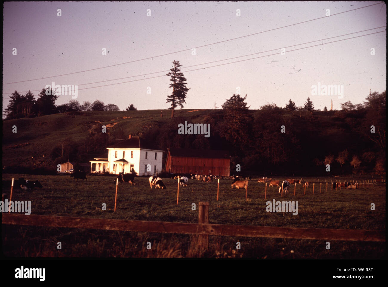 ORGANIC FARM RECLAIMED FROM SWAMP Stock Photo - Alamy