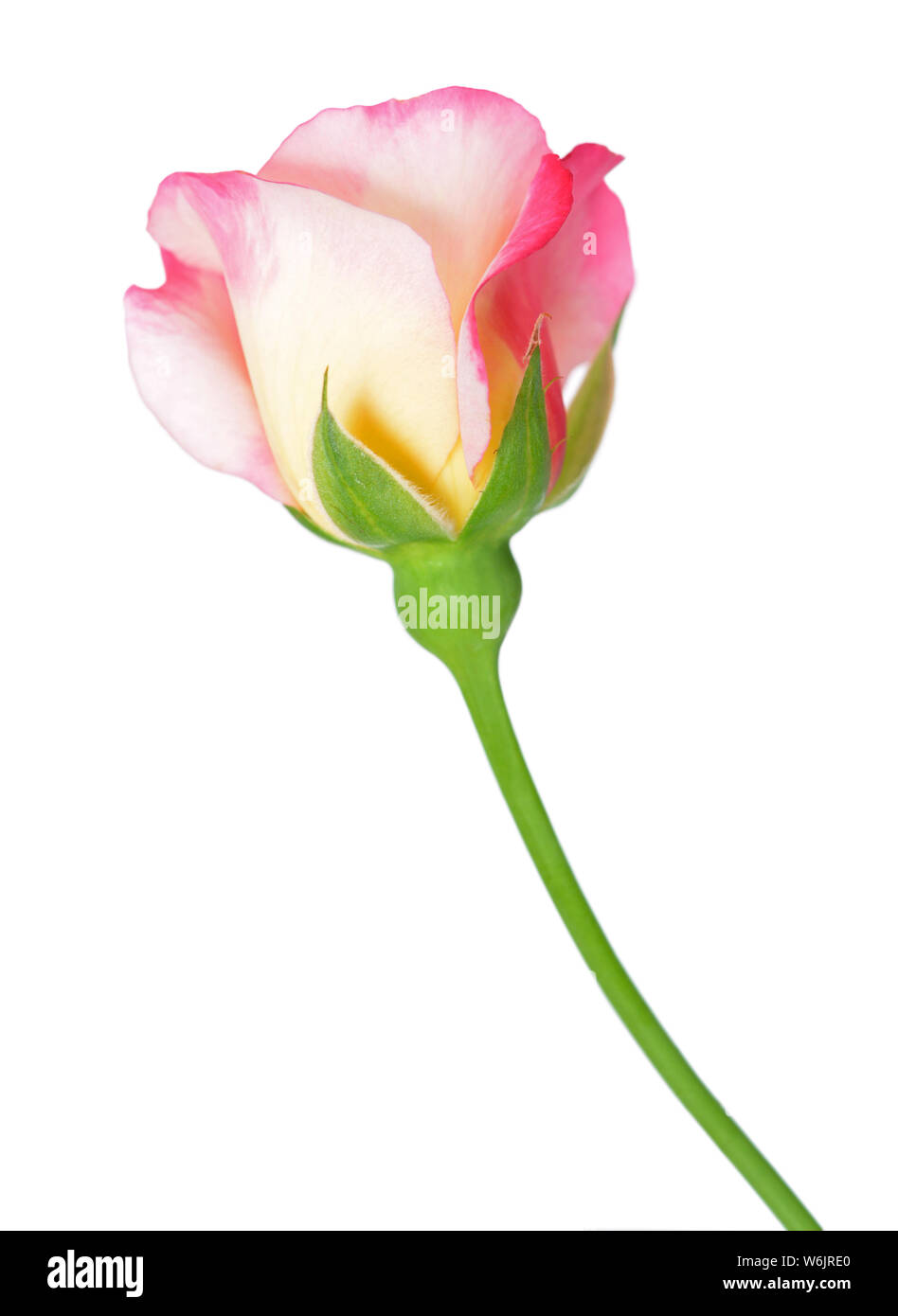 single rose for love gift isolated on white Stock Photo - Alamy