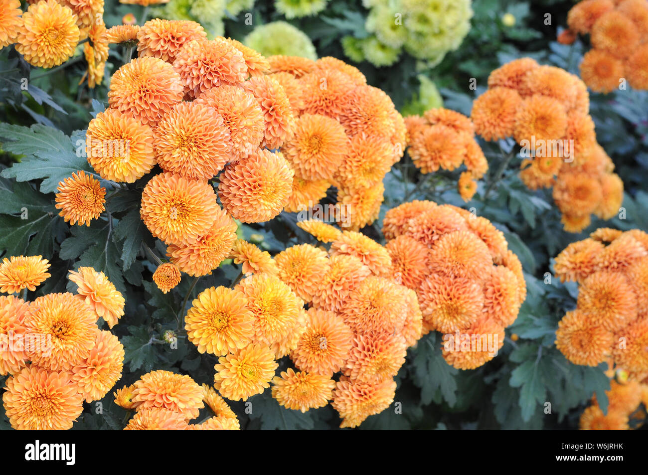 orange mum flower for background uses Stock Photo - Alamy