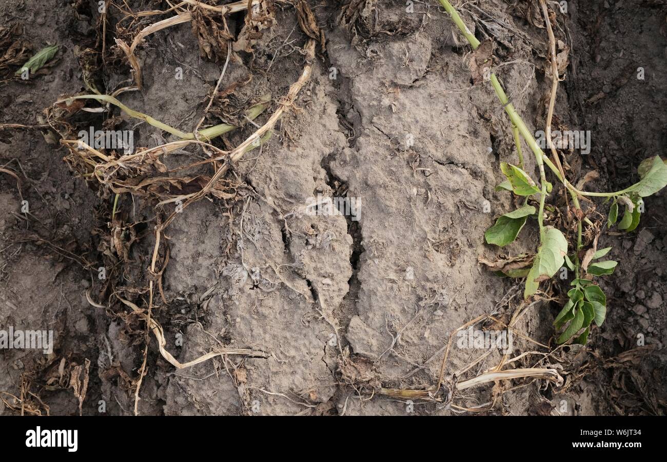 Duisburg, Germany. 01st Aug, 2019. The earth on a potato field is torn ...