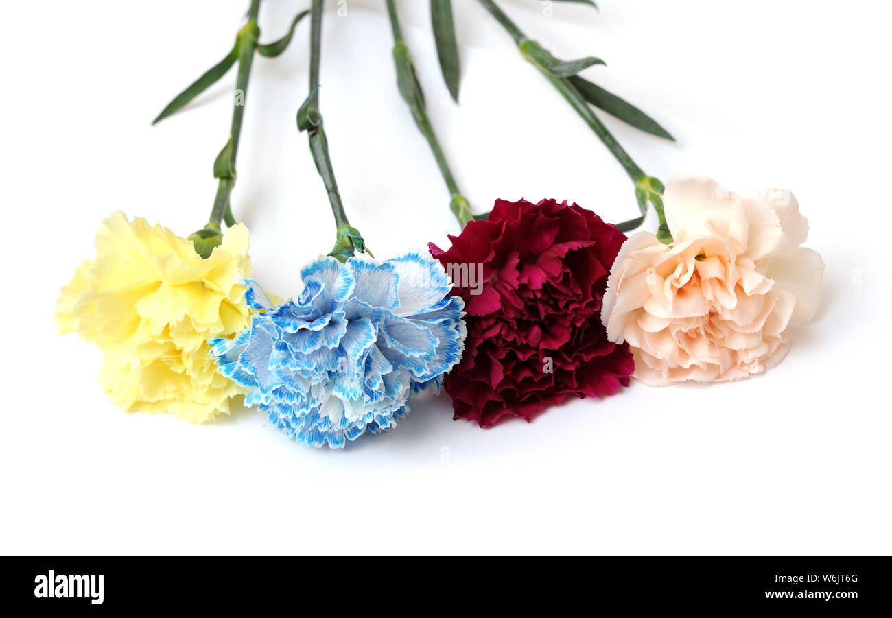 colorful carnation isolated on white background Stock Photo - Alamy