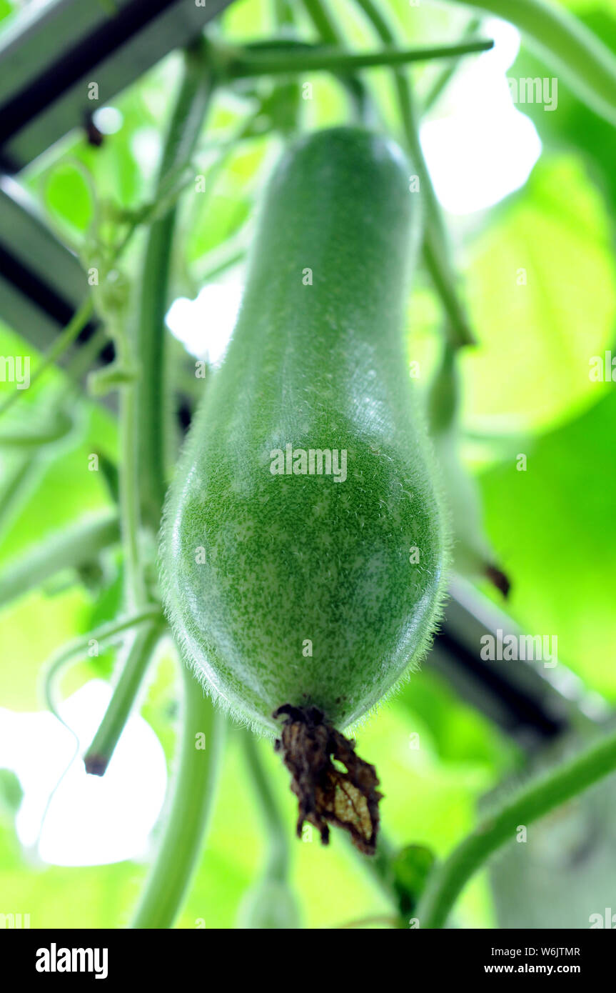 young winter melon on its tree Stock Photo - Alamy