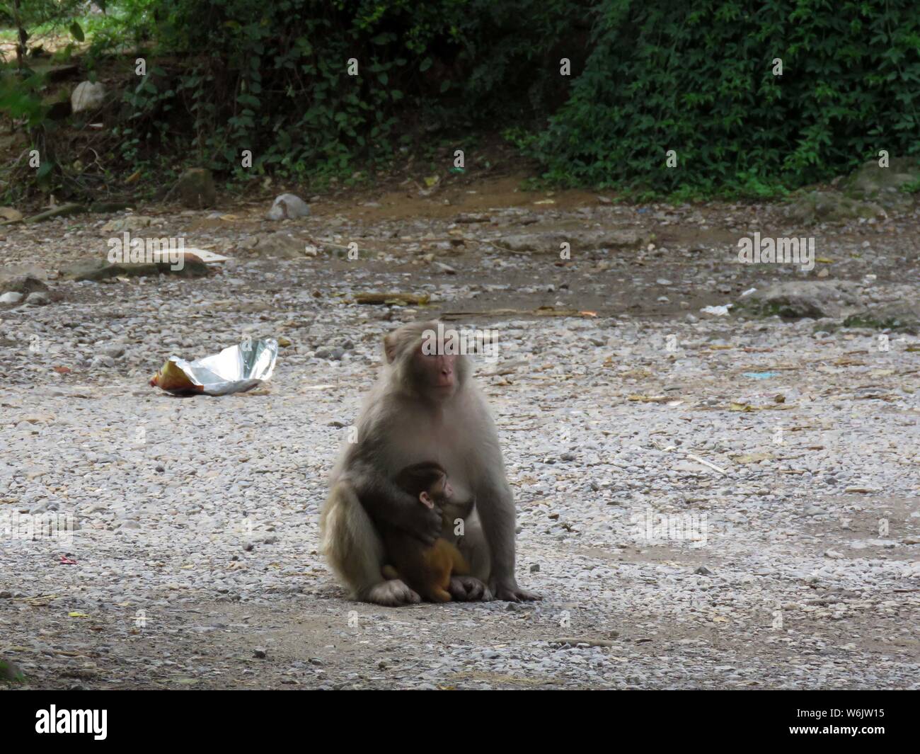 Islamabad. 1st Aug, 2019. Photo taken on Aug. 1, 2019 shows a monkey ...