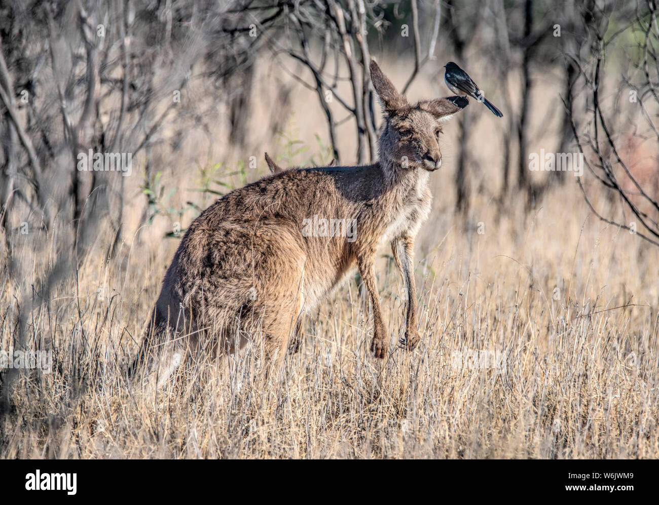 Kangaroo bird hi-res stock photography and images - Alamy