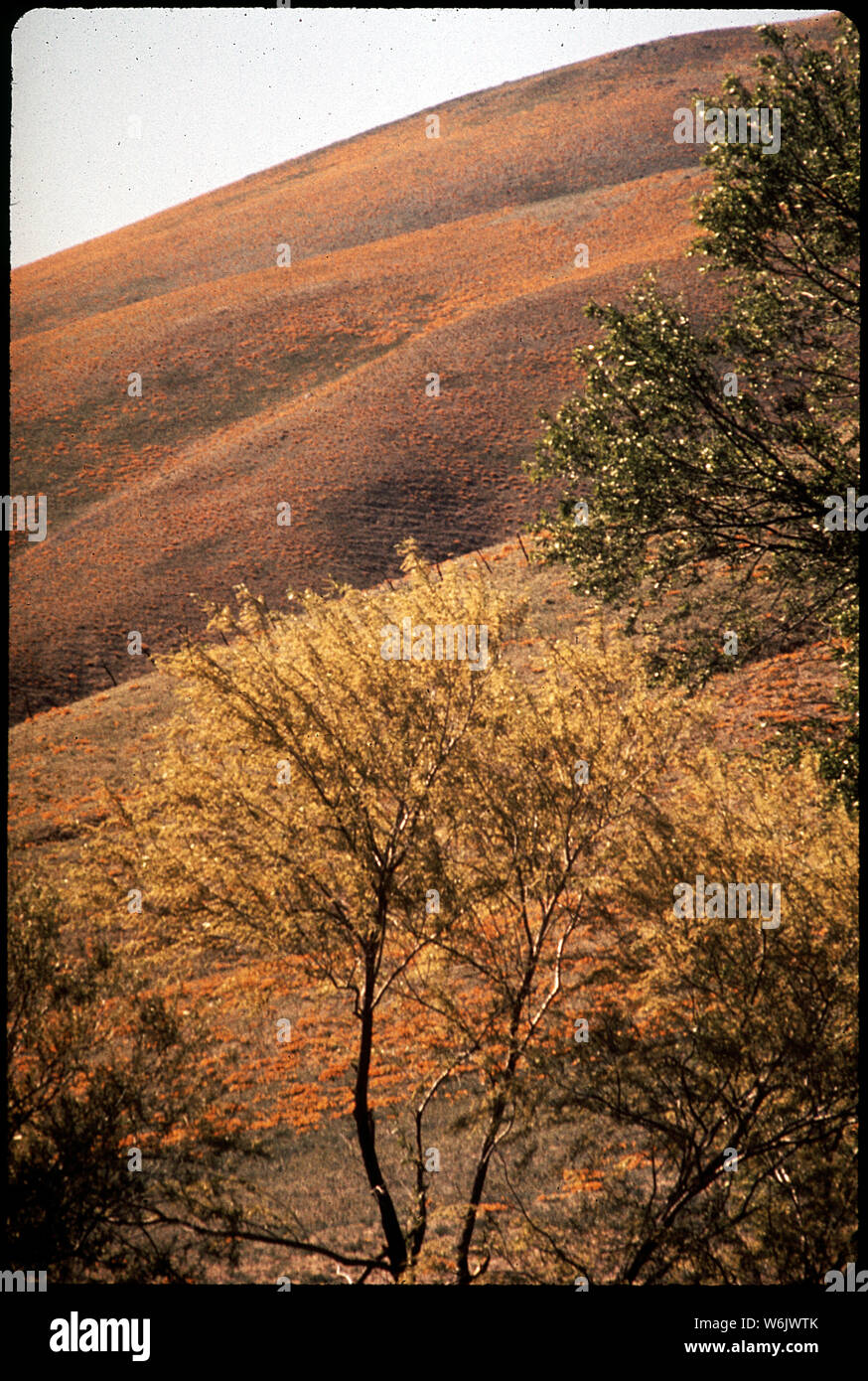 POPPIES (CALIFORNIA STATE FLOWER). ALONG INTERSTATE 5 Stock Photo - Alamy