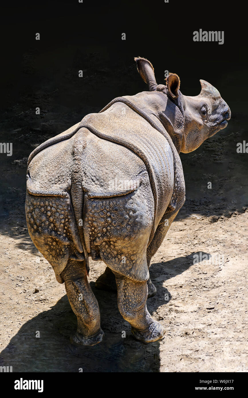 CLoseup of Indian rhinoceros (Rhinoceros unicornis) greater one-horned ...