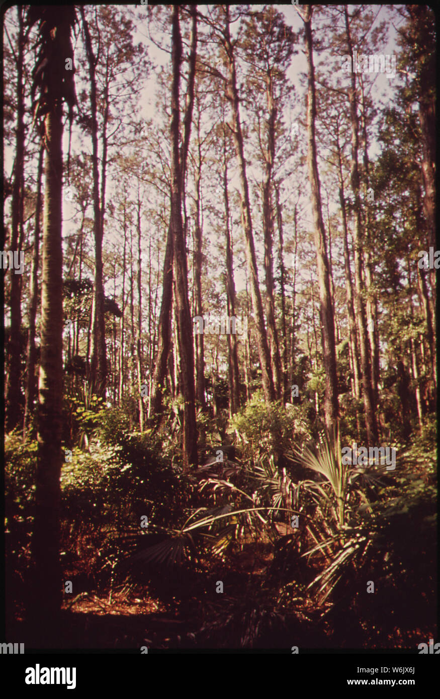 PRIMEVAL FOREST ON BULLS ISLAND, A NATIONAL GAME REFUGE Stock Photo - Alamy