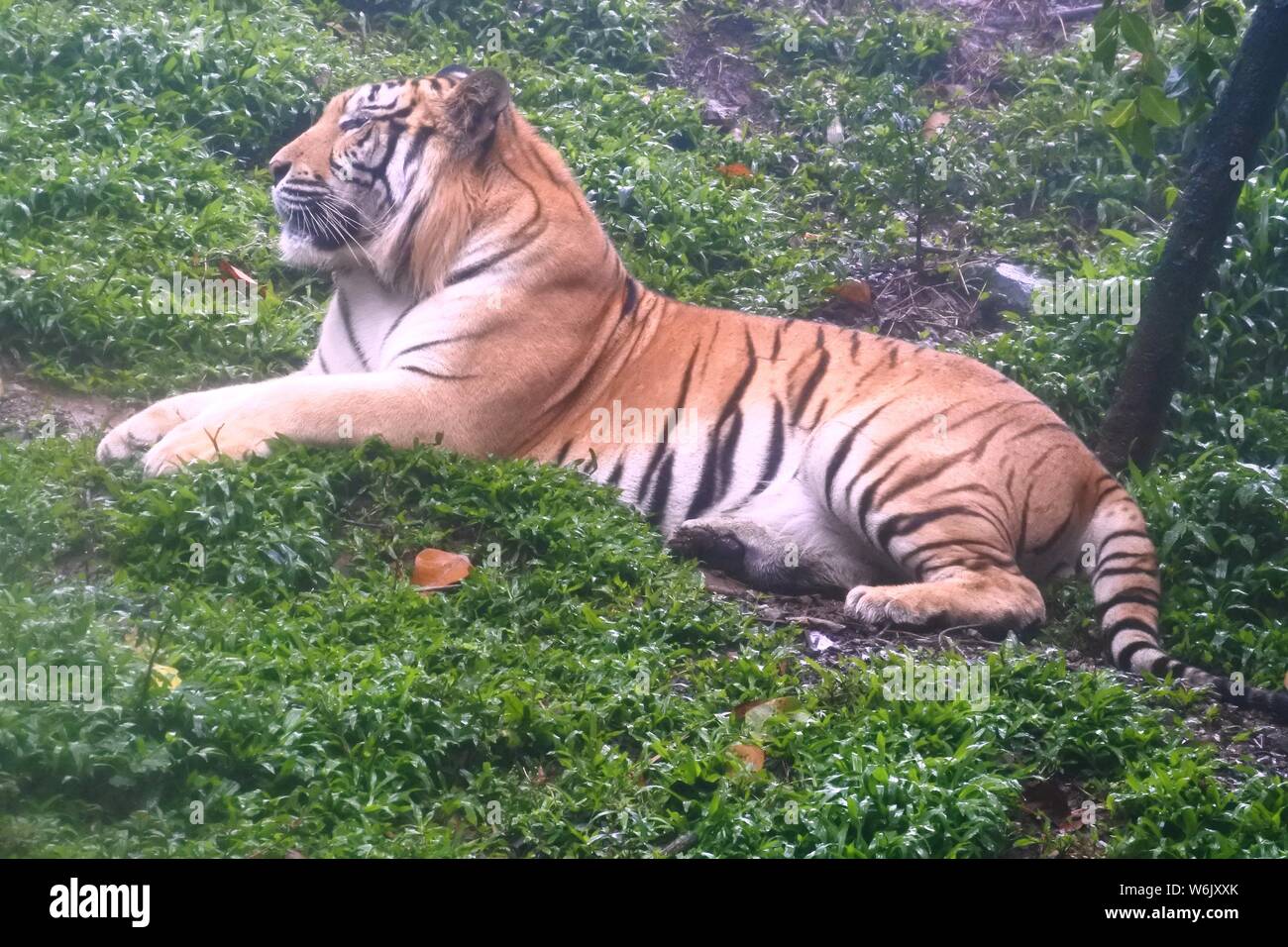 The Amur or Ussuri tiger or the Far Eastern tiger Stock Photo - Alamy