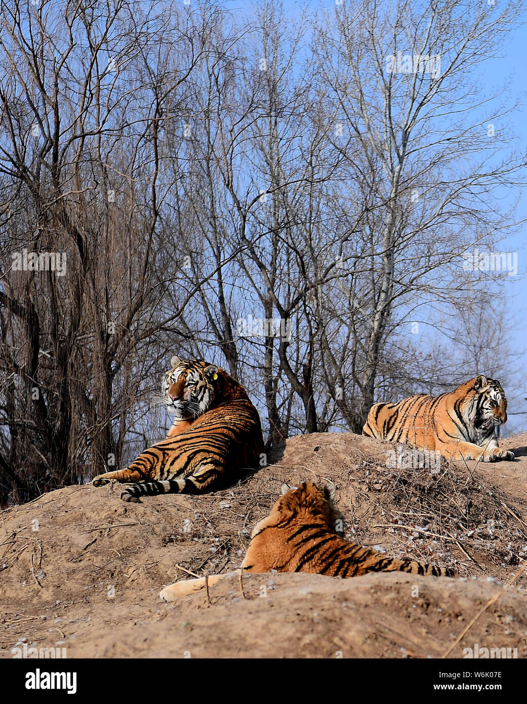 Fat Siberian tigers are pictured in Shenyang Tiger Park of Shenyang ...