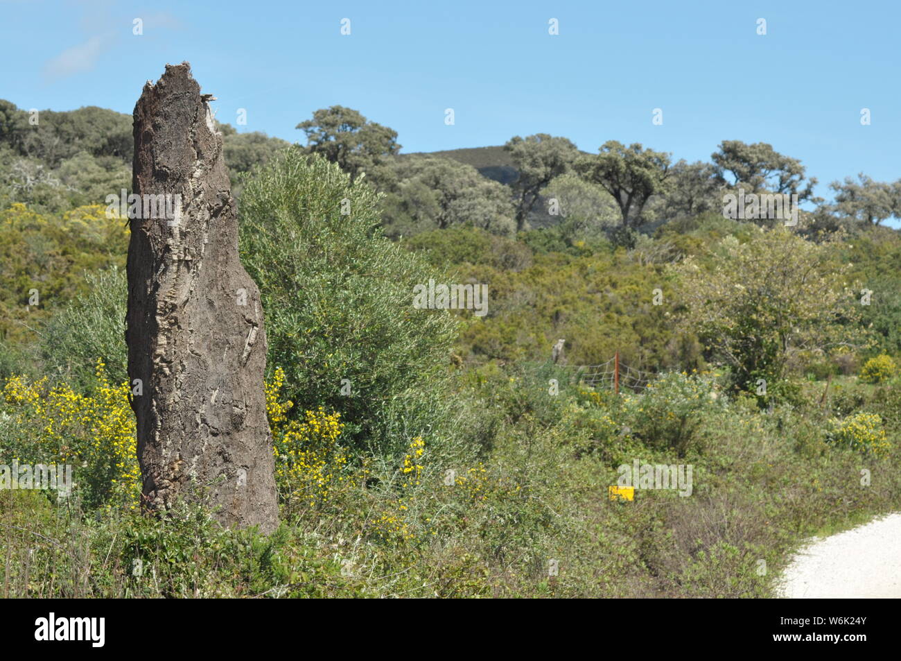 Cork oak forests in the mountains of southern Spain Stock Photo - Alamy