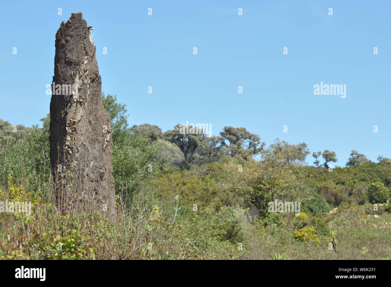 Cork oak forests in the mountains of southern Spain Stock Photo - Alamy