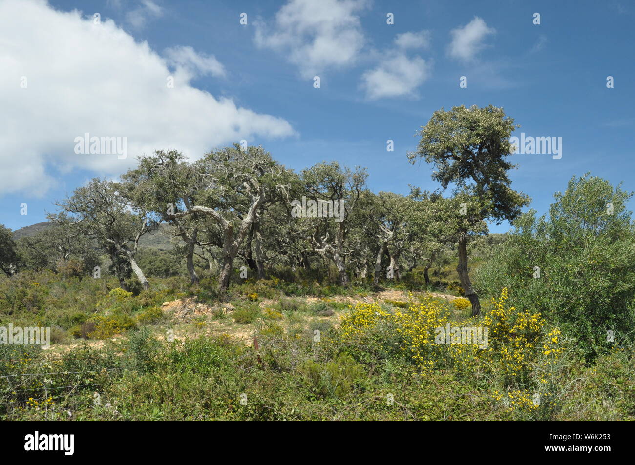 Cork oak forests in the mountains of southern Spain Stock Photo - Alamy