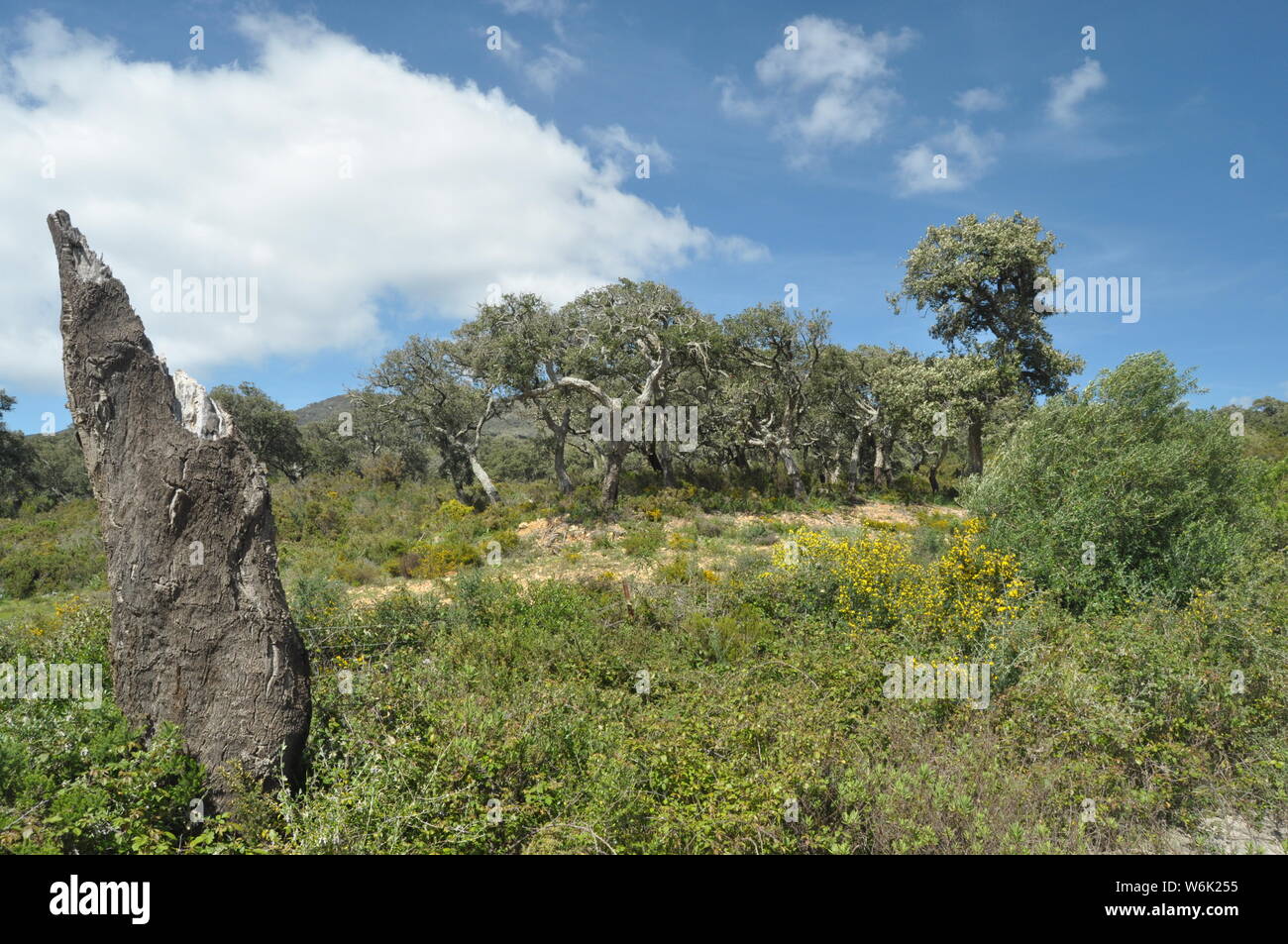 Cork oak forests in the mountains of southern Spain Stock Photo - Alamy