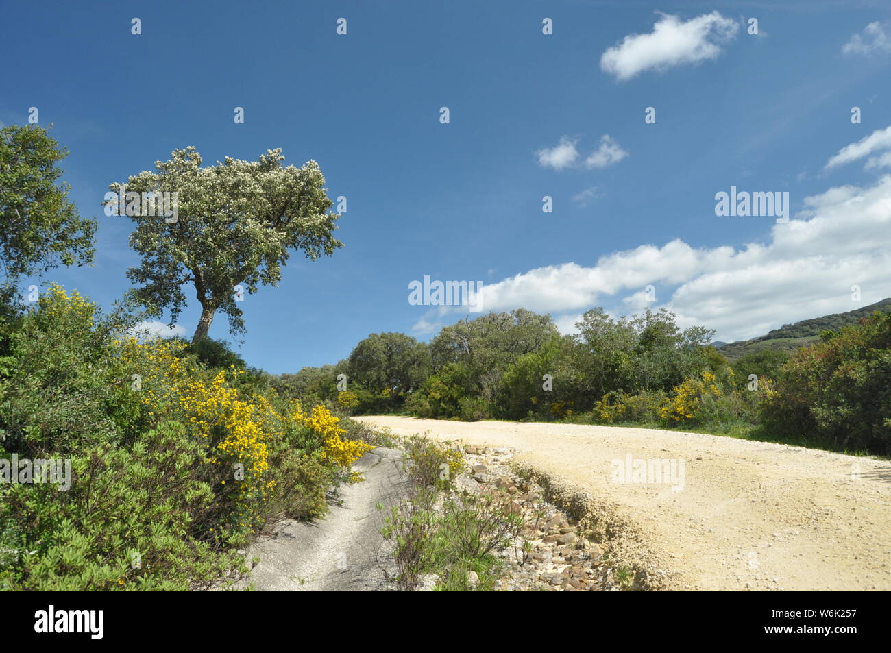 Cork oak forests in the mountains of southern Spain Stock Photo - Alamy