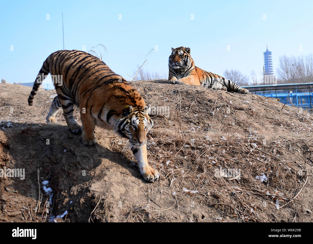 Fat Siberian tigers are pictured in Shenyang Tiger Park of Shenyang ...