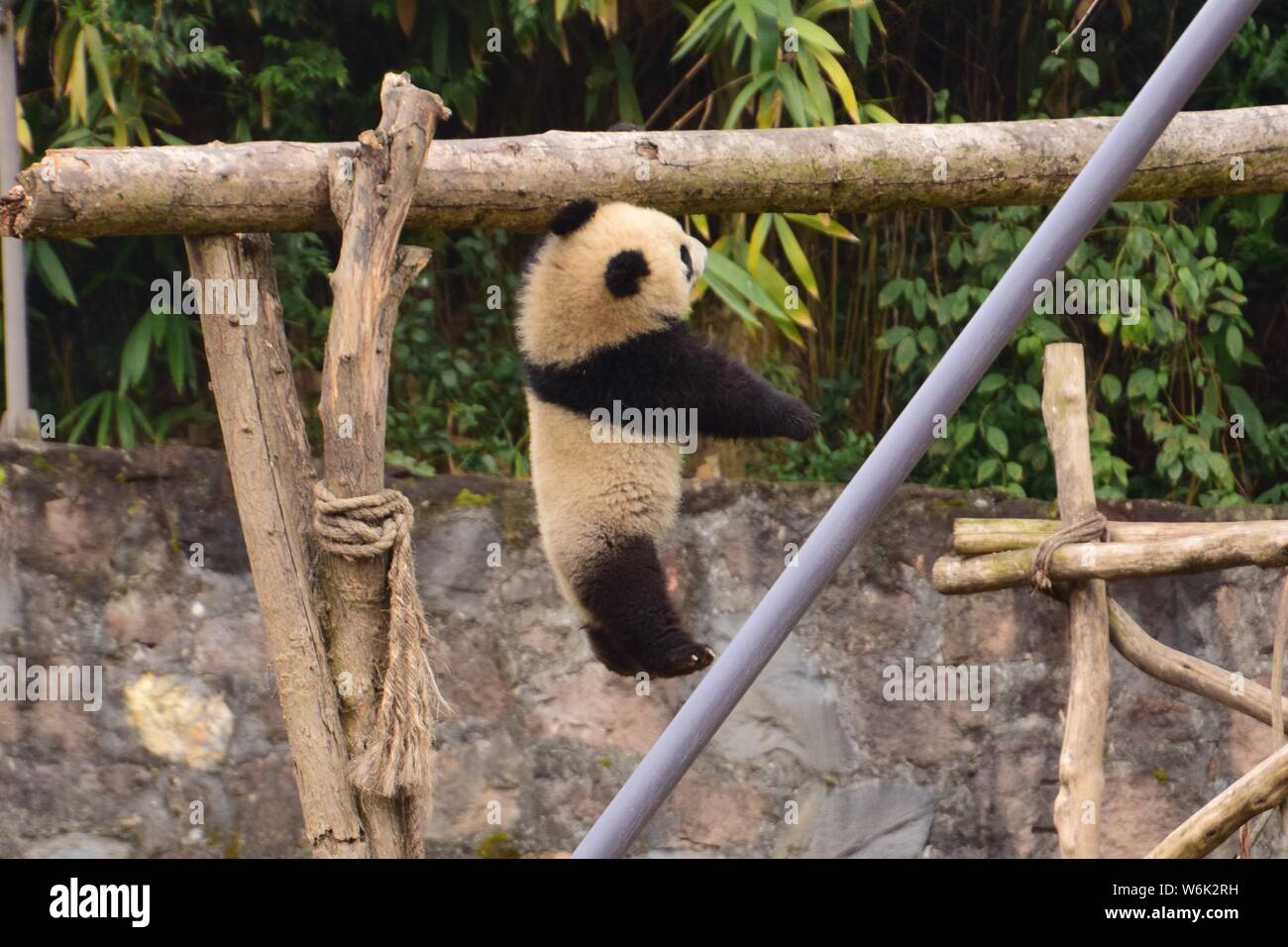 A giant panda cub suspends itself in the air on a beam at a base of the ...