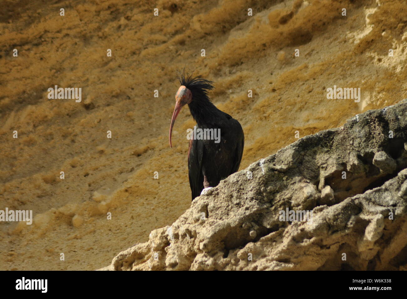 Northern bald ibis, ibis eremita, sitting on a rock in a breeding ...