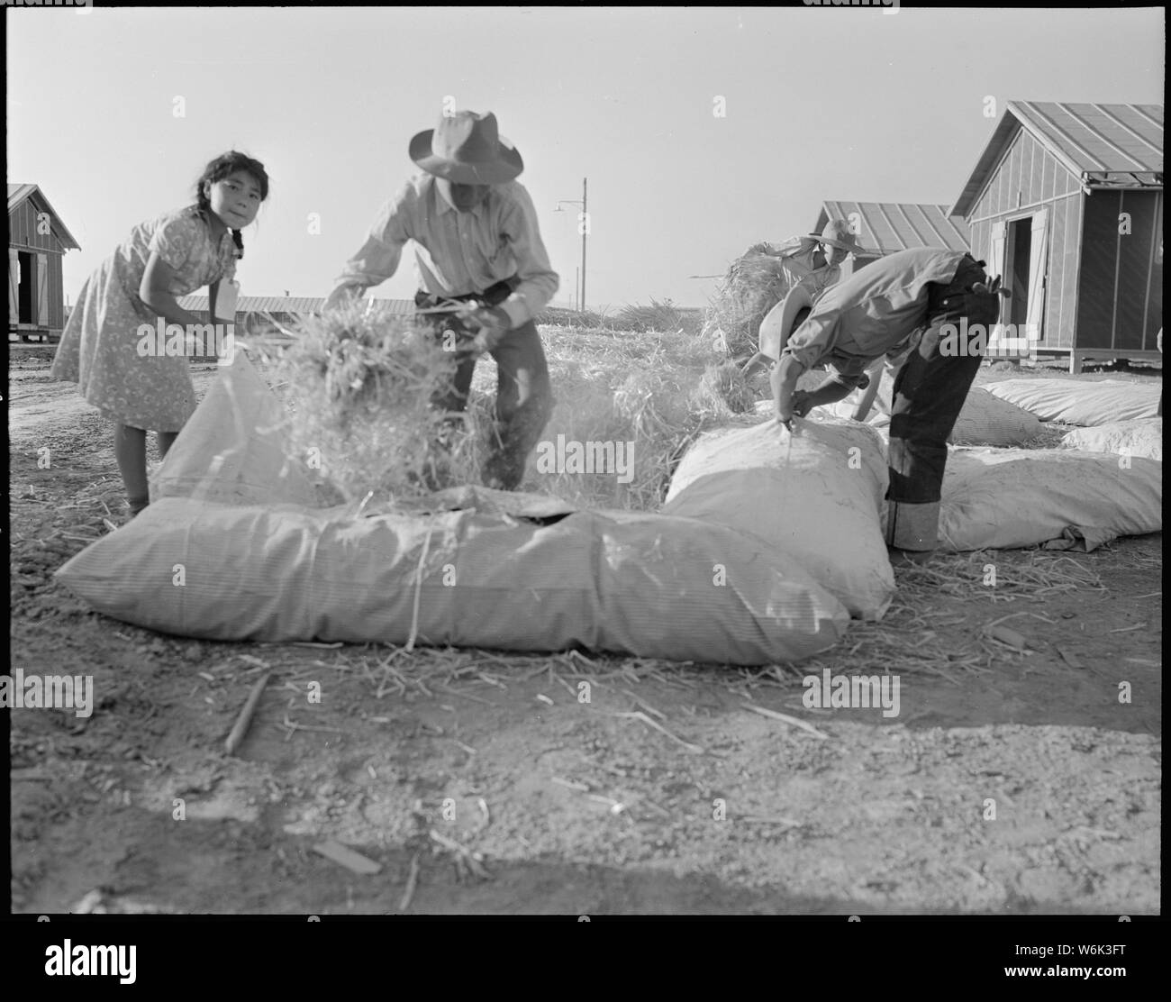 Poston, Arizona. Filling straw ticks for mattresses at Colorado River ...