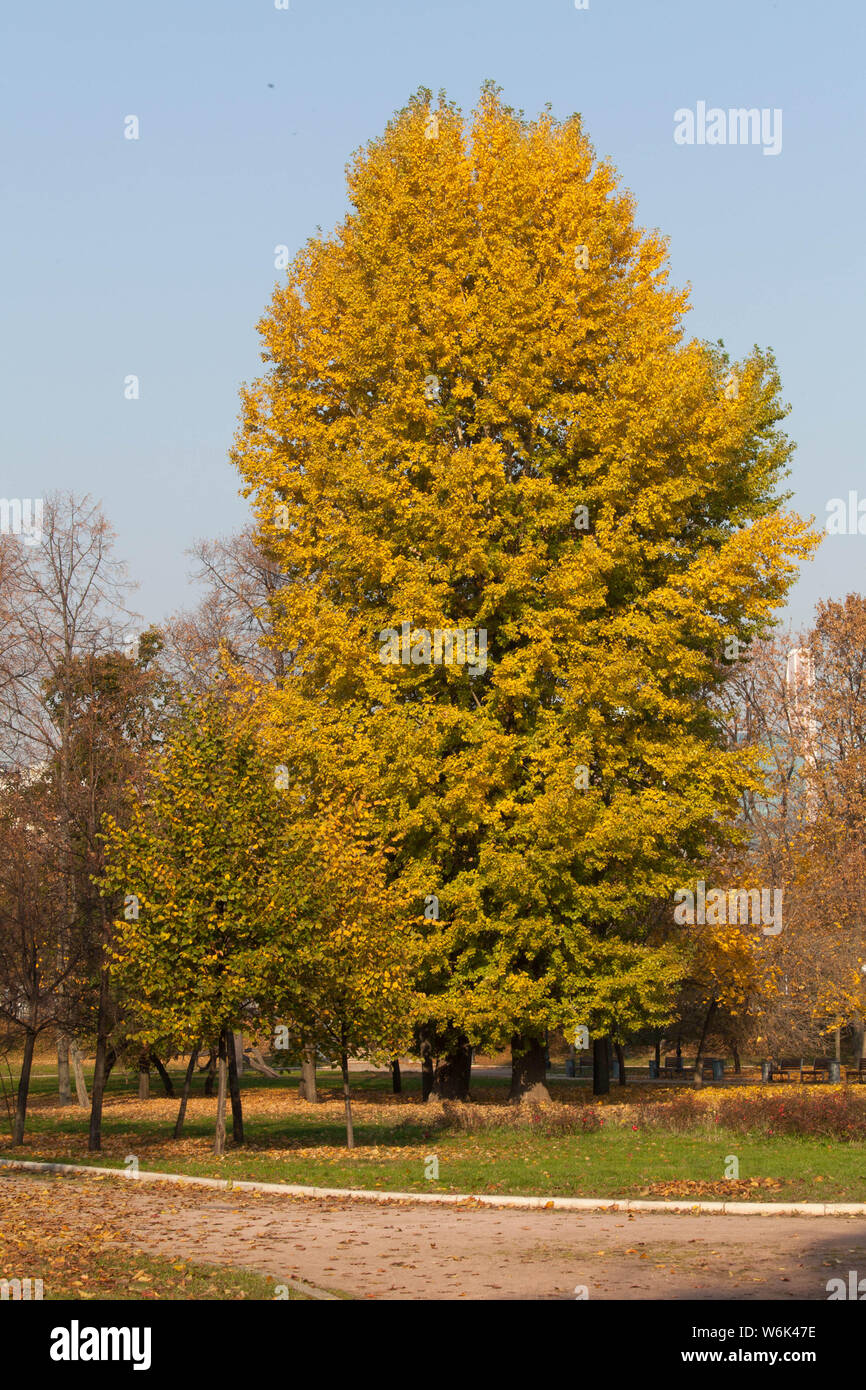 Beautiful sunny autumn golden tree Stock Photo - Alamy