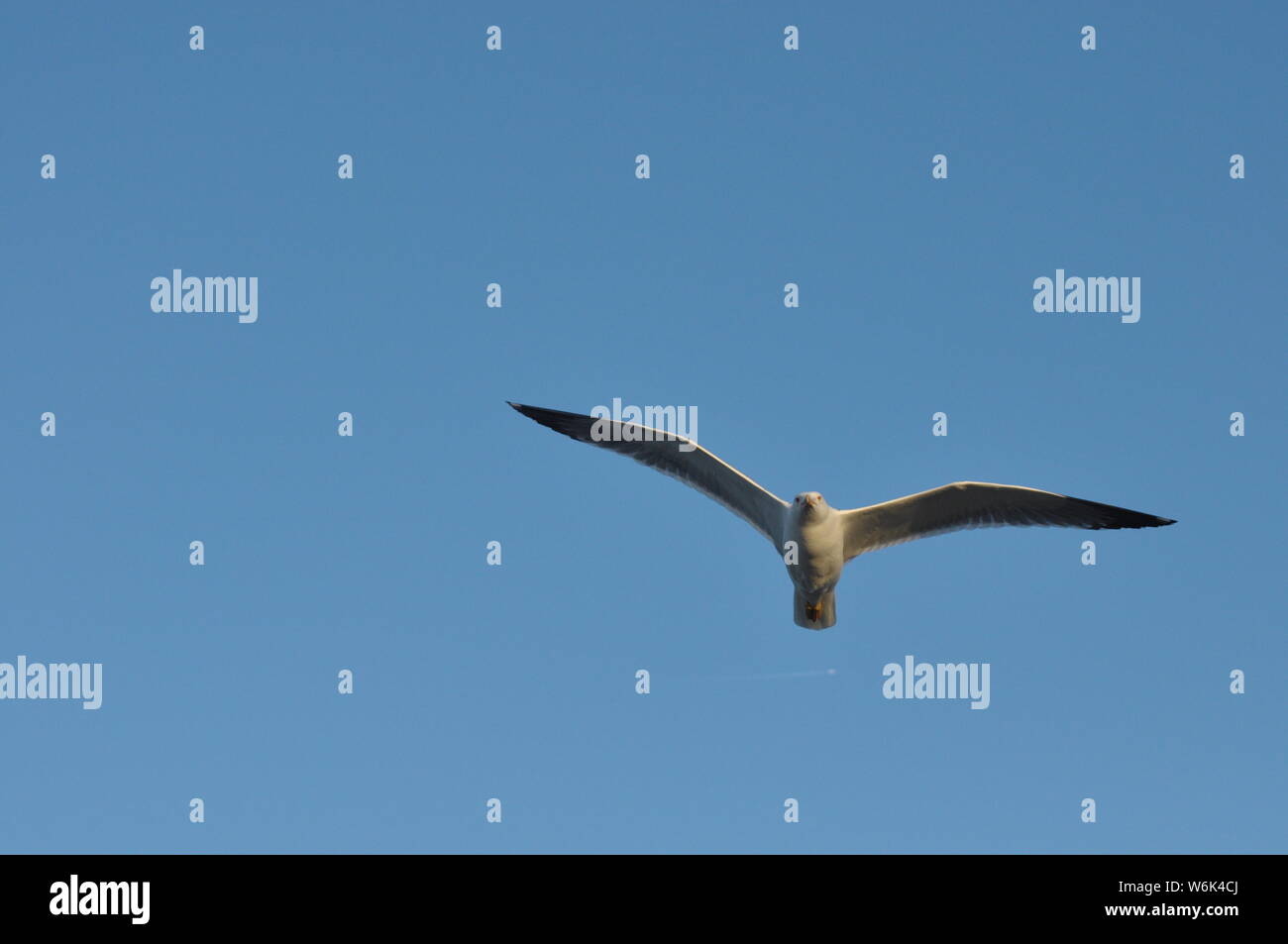 Seagull flying over your head. Alarming bird Stock Photo - Alamy