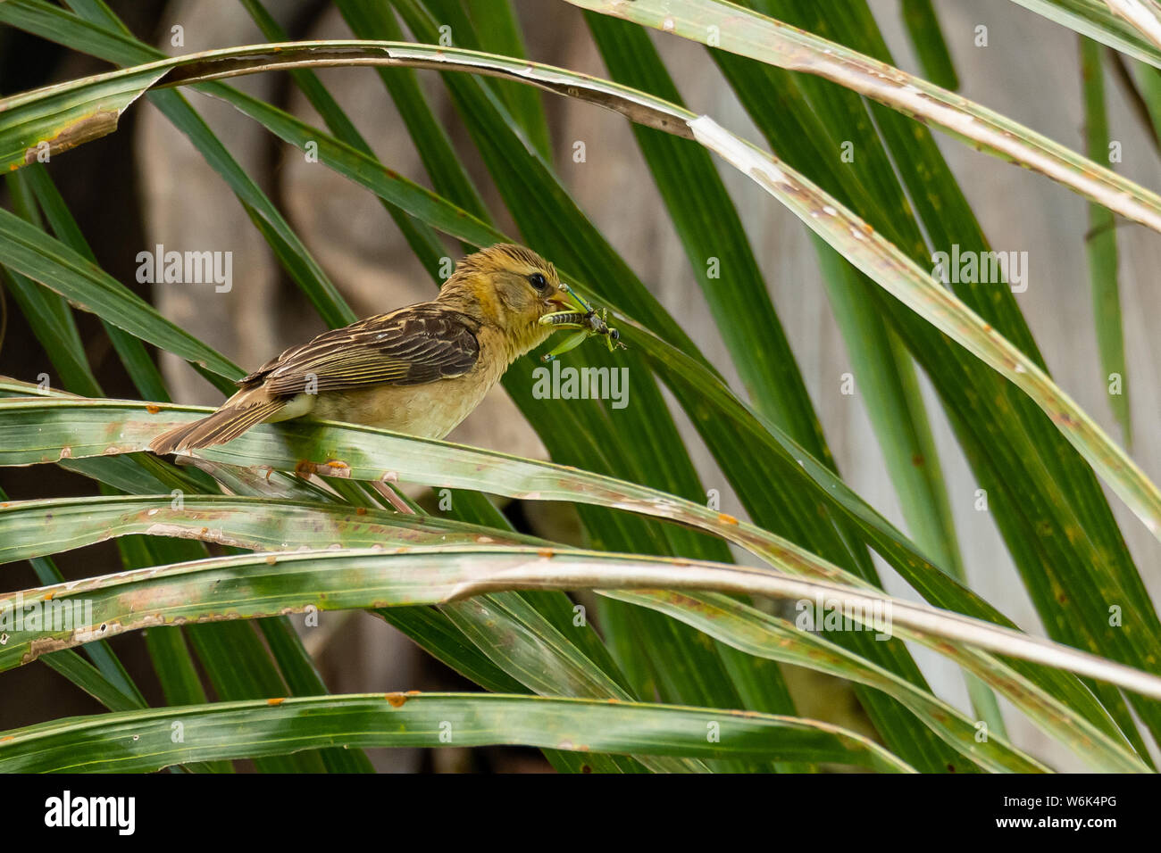 Female Weaver Bird In Nest High Resolution Stock Photography and Images ...