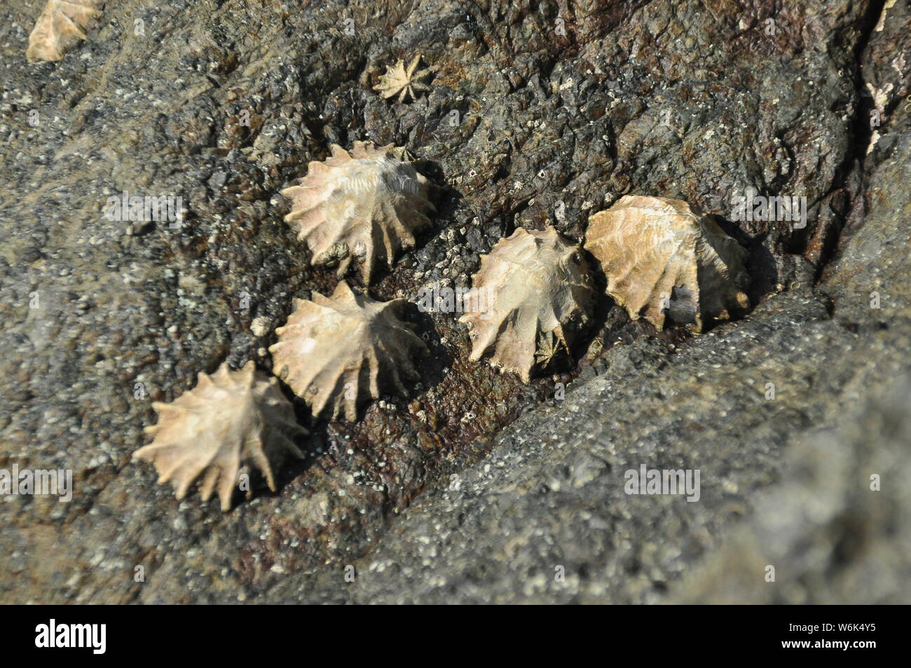 Cliffs adhering to rocks on the ocean coast during low tide in Costa ...