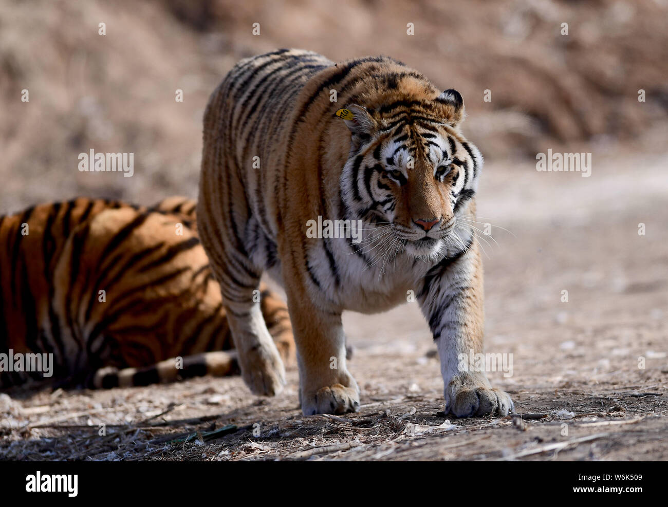 Fat Siberian tigers are pictured in Shenyang Tiger Park of Shenyang ...