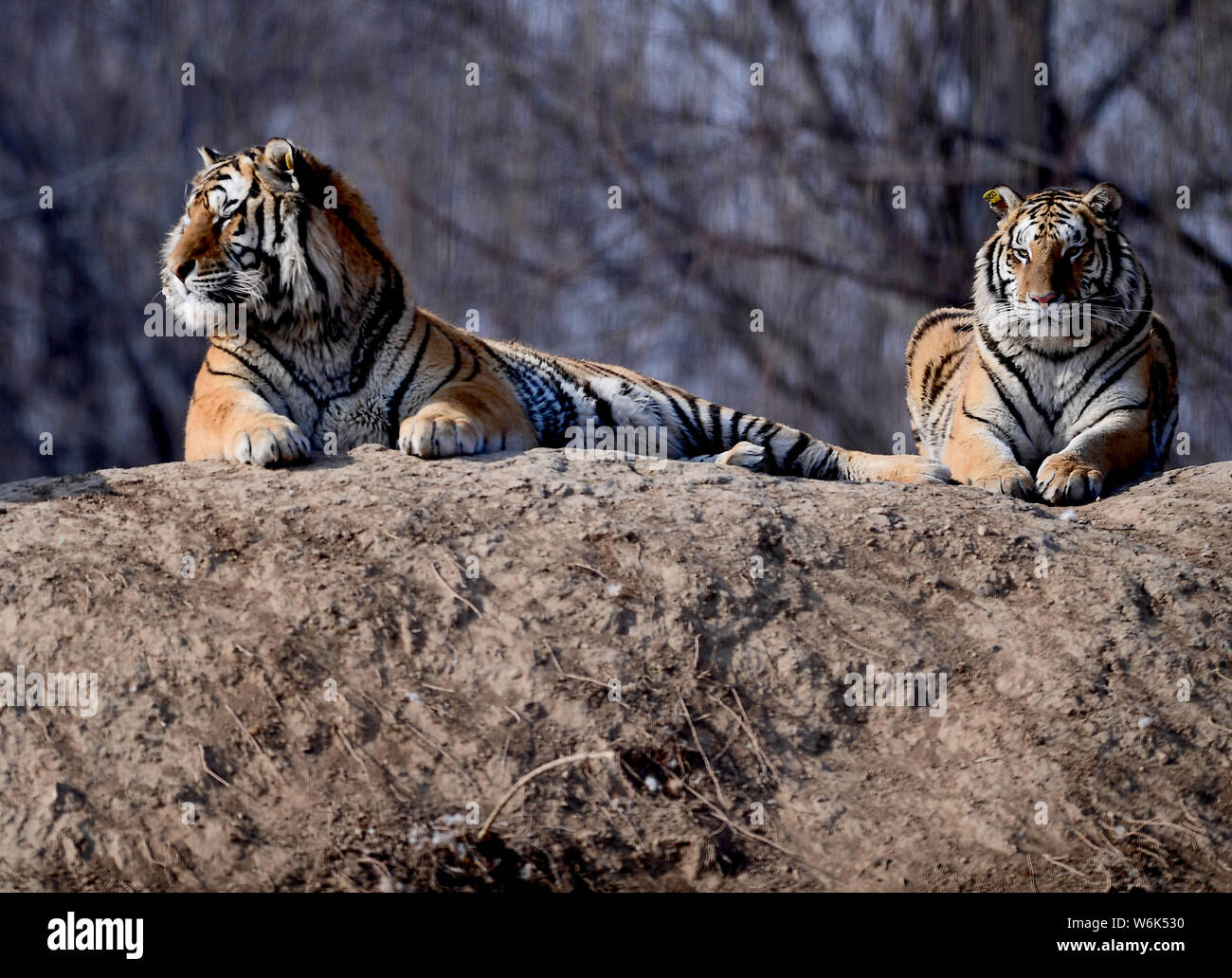 Fat Siberian tigers are pictured in Shenyang Tiger Park of Shenyang ...