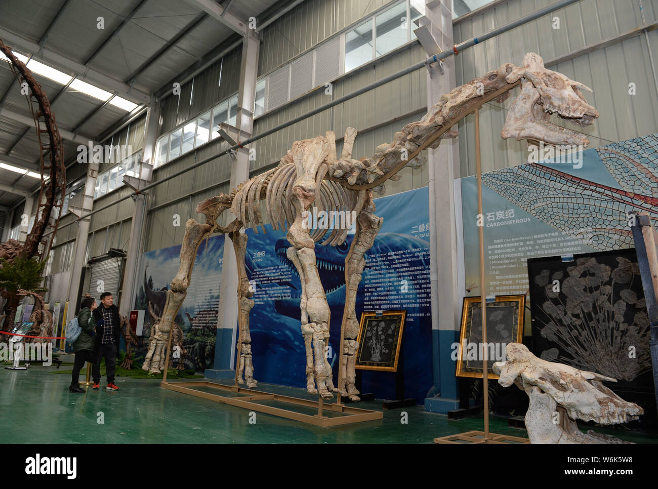 Paraceratherium Skeleton