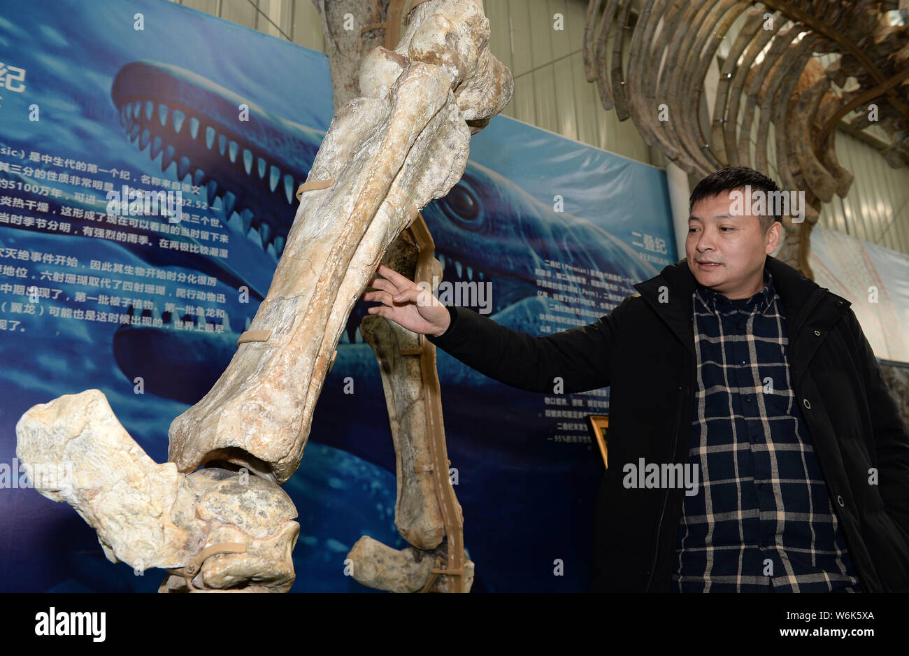 The director of a museum shows a giant fossil of paraceratherium or ...