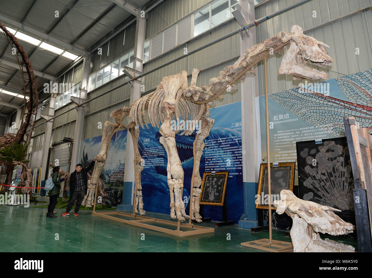 Paraceratherium Skeleton