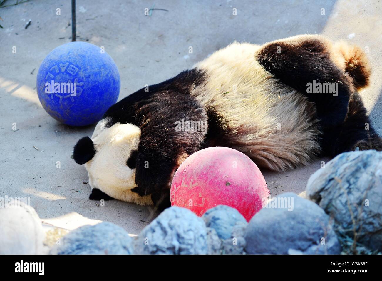 A giant panda covers its eyes with its paws as it plays at the Panda ...