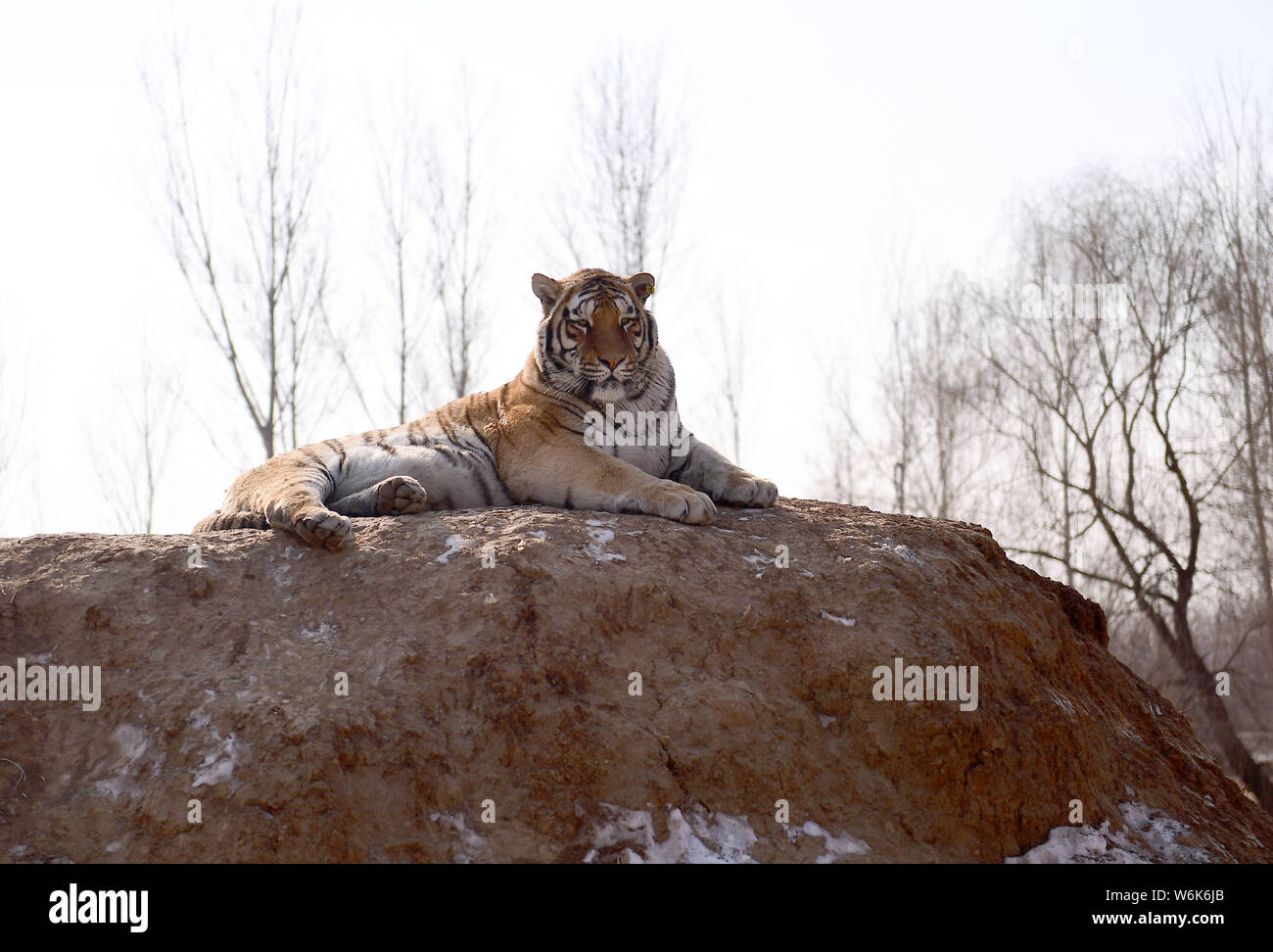 Fat tiger hi-res stock photography and images - Alamy