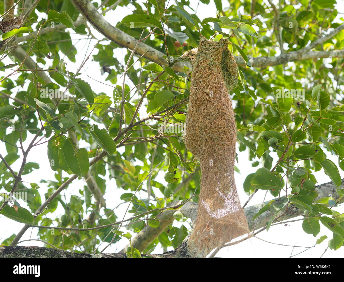 Nest bird Weaverbird hang on the tree nature background Stock Photo - Alamy