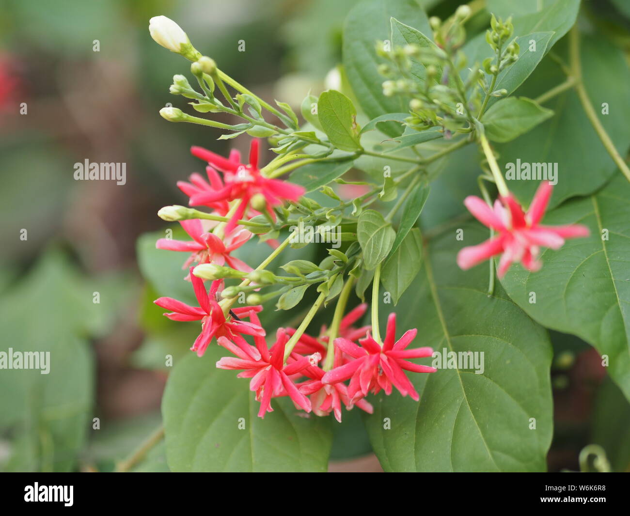 Chinese honey hi-res stock photography and images - Alamy