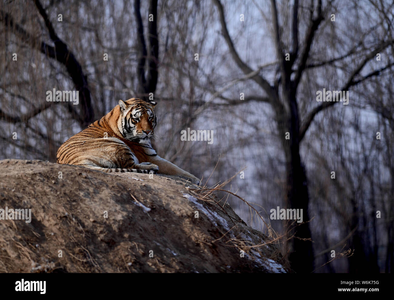 A fat Siberian tiger is pictured in Shenyang Tiger Park of Shenyang ...