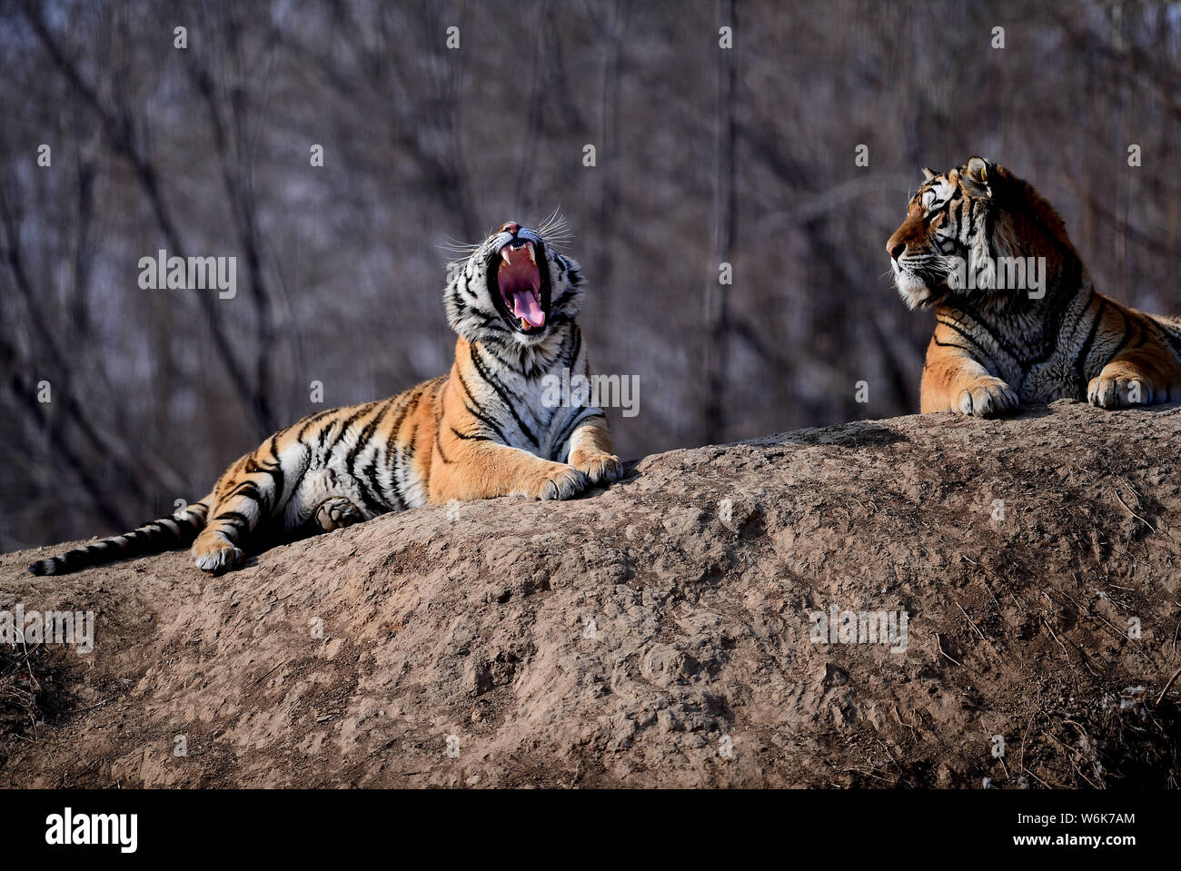 Fat Siberian tigers are pictured in Shenyang Tiger Park of Shenyang ...