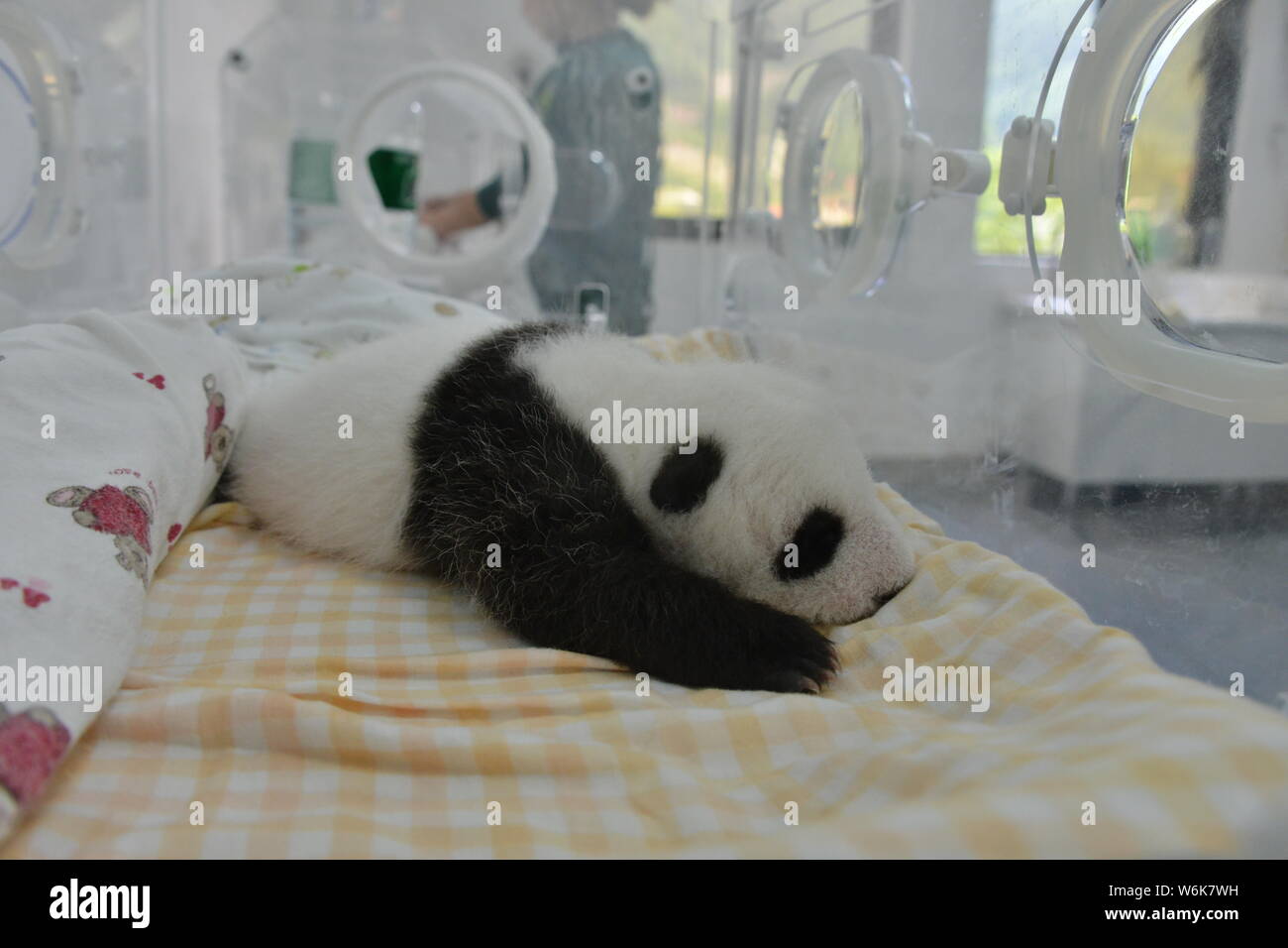 --FILE--A giant panda cub is pictured in an incubator at a base of China Conservation and ...
