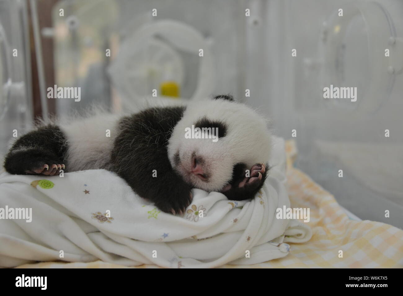 --FILE--A giant panda cub is pictured in an incubator at a base of ...