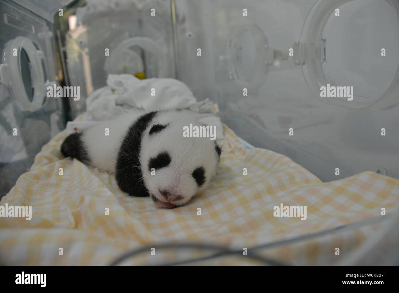 --FILE--A giant panda cub is pictured in an incubator at a base of ...