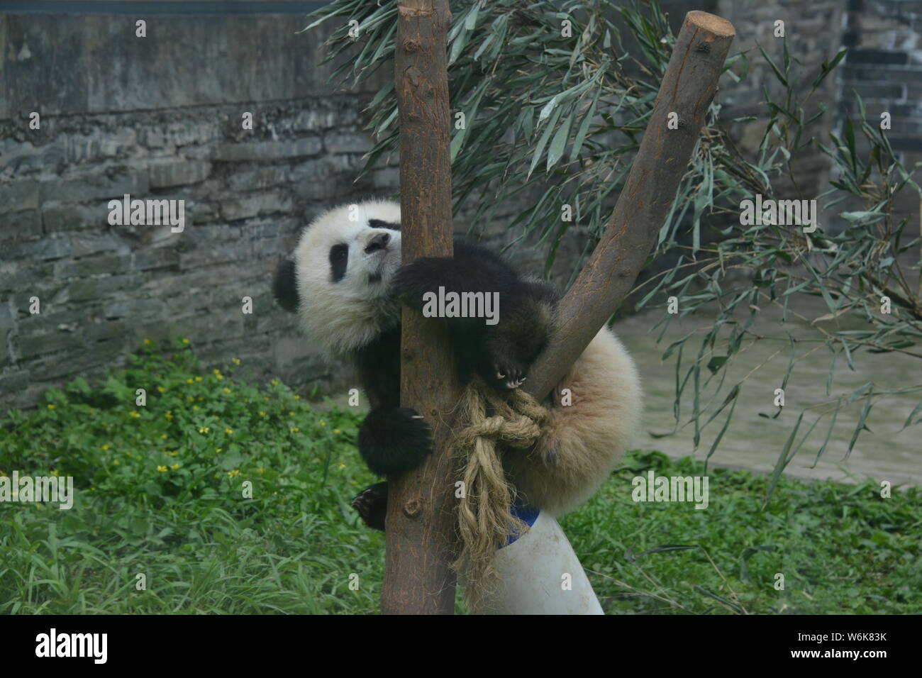 A giant panda cub plays on a tree at a base of China Conservation and ...
