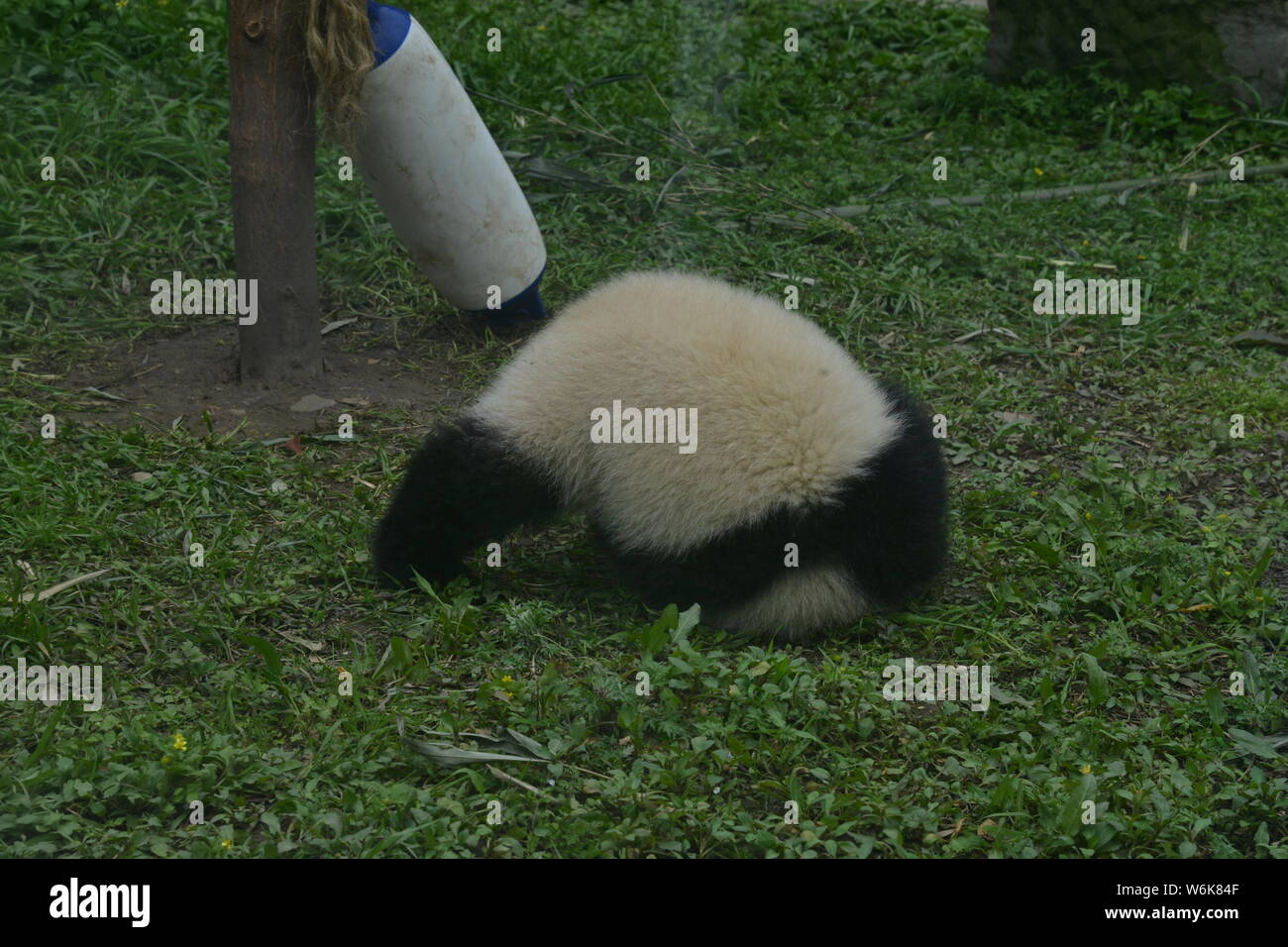 A giant panda cub falls head over heels from a tree at a base of China ...